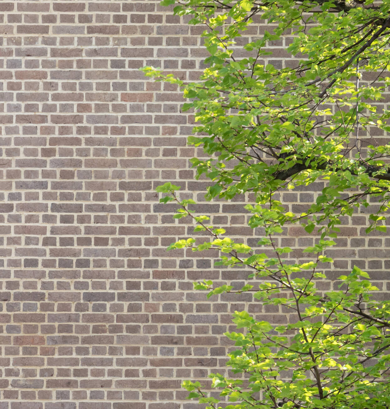 Reclaimed Bricks |… | Brickability Brick and Building Materials